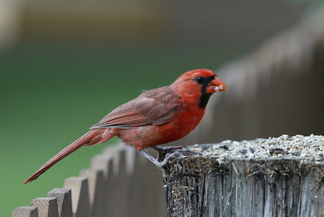 OpenScientist: Get Ready for the Great Backyard Bird Count!