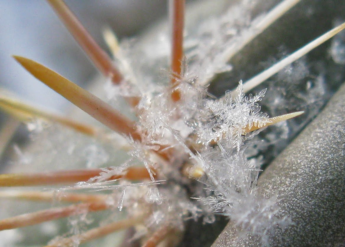 drylands journal: Desert Snowflakes