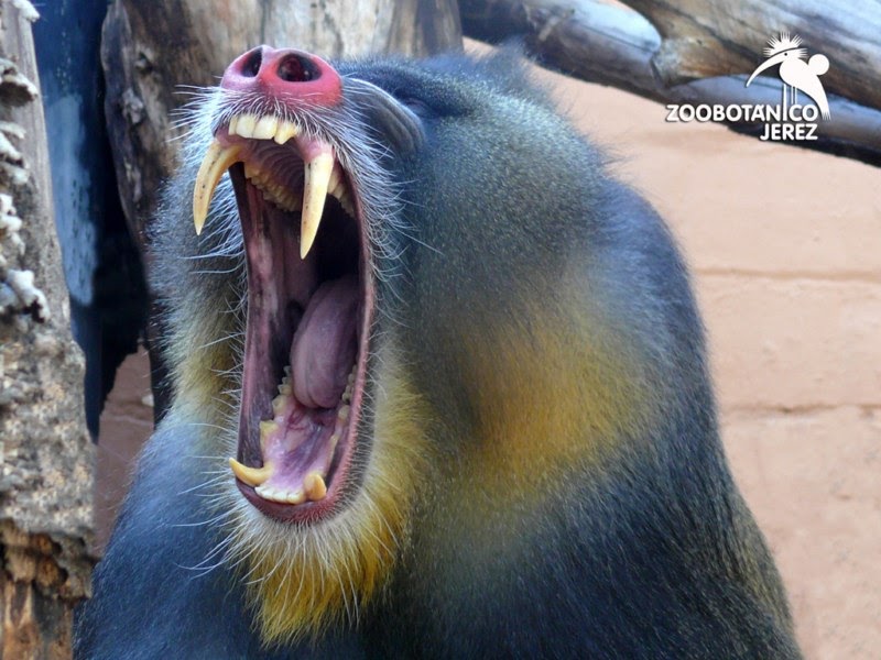 As cousas da clase : O mandril