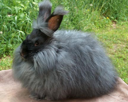 The Beauty Angora Rabbit
