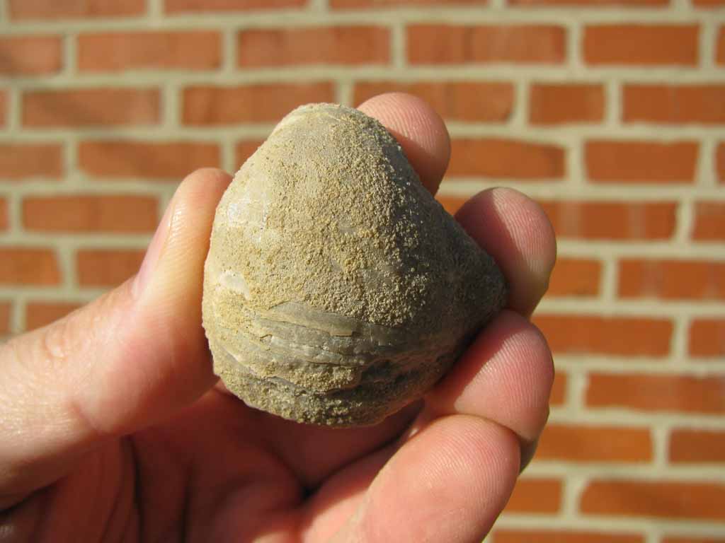 Views of the Mahantango: Pycnodonte newberryi from Utah