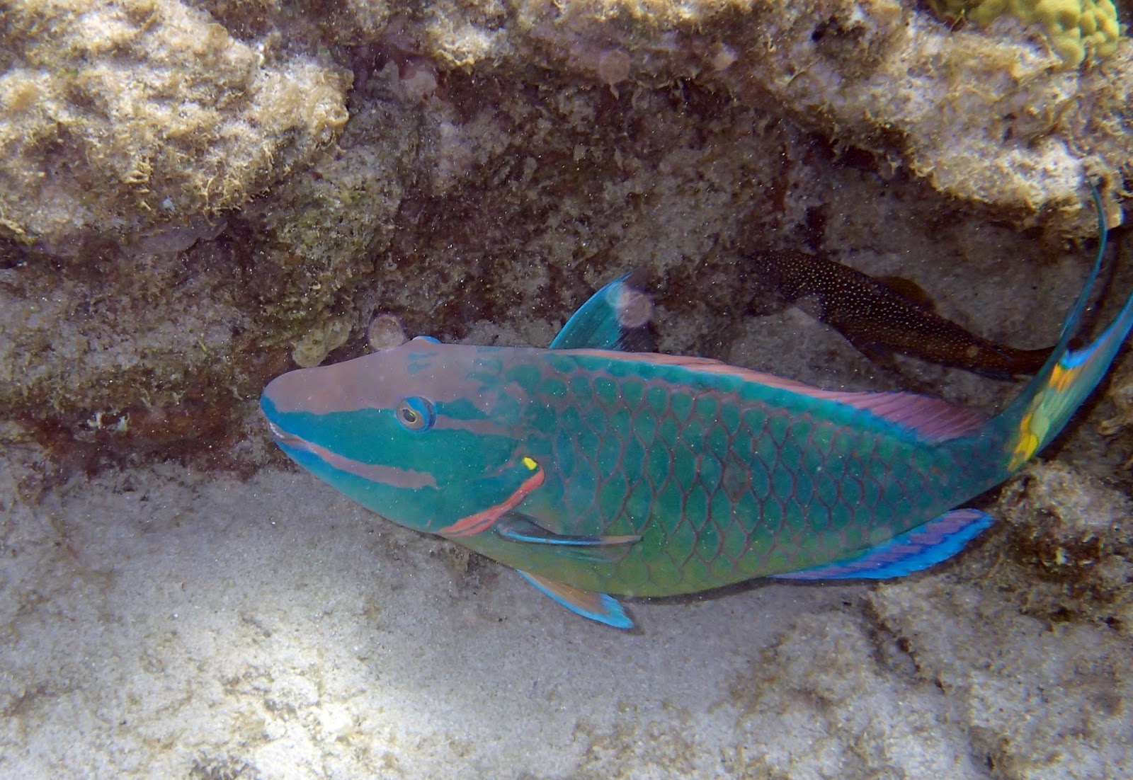 impressions: Guadeloupe , le retour