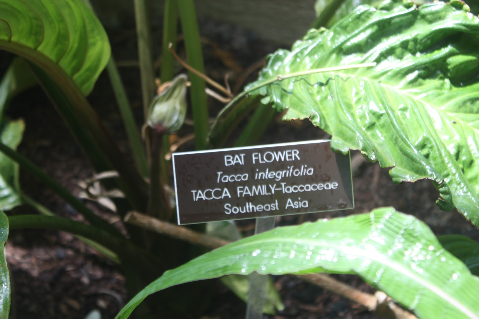 Bat Flower - Tacca integrifolia from Southeast Asia