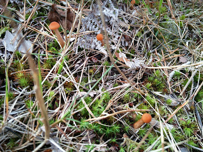 Misidentifying Fungi: Graffham Common Fungus Walk