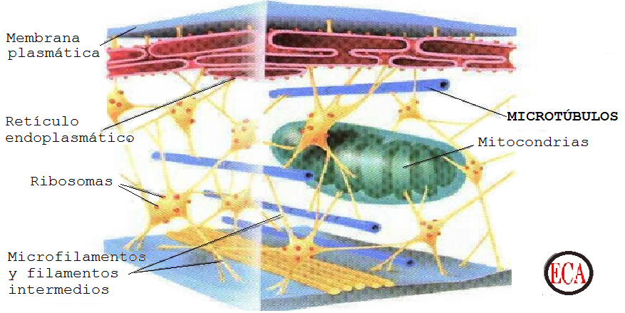BIOLOGÍA nivel enseñanza media : MICROTÚBULOS