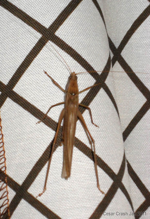 Insetologia - Identificação de insetos: Esperança Marrom ...