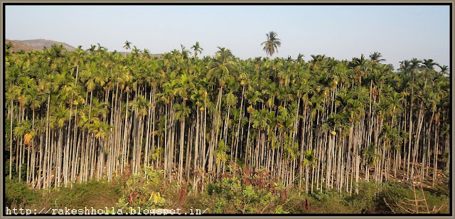 The Voice of Greenery - Trekking and Travelling in Western Ghats ...