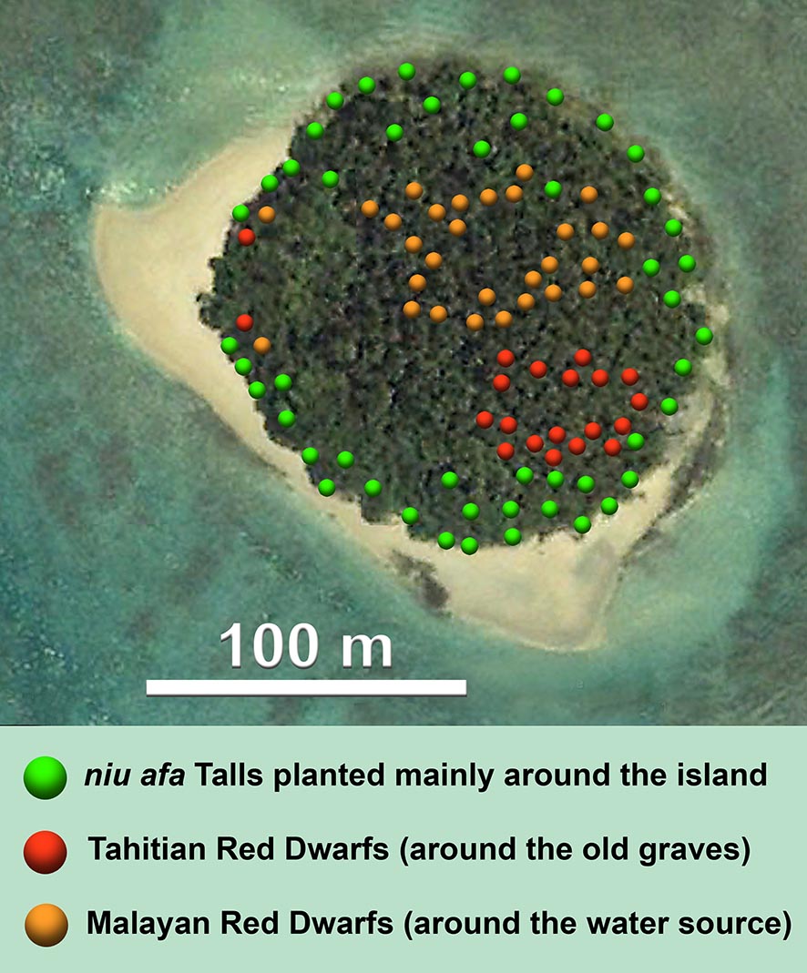 Coconut planting material for the Pacific region: Samoa