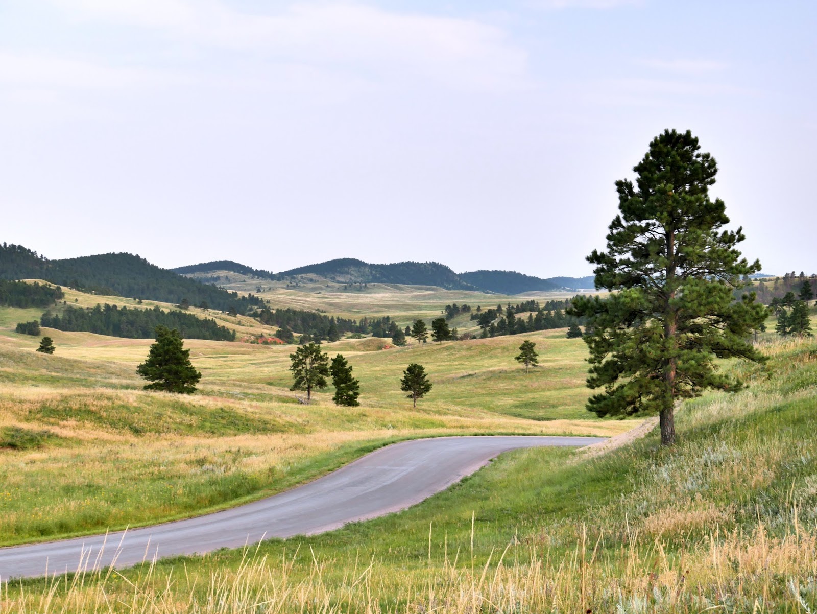 American Travel Journal: Wildlife Loop Road - Custer State Park