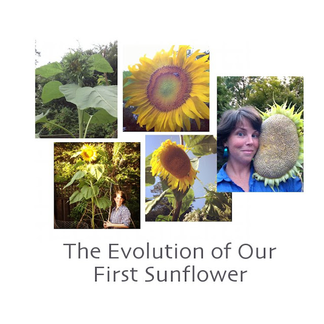 Tiptoethrough: The evolution of our first sunflower