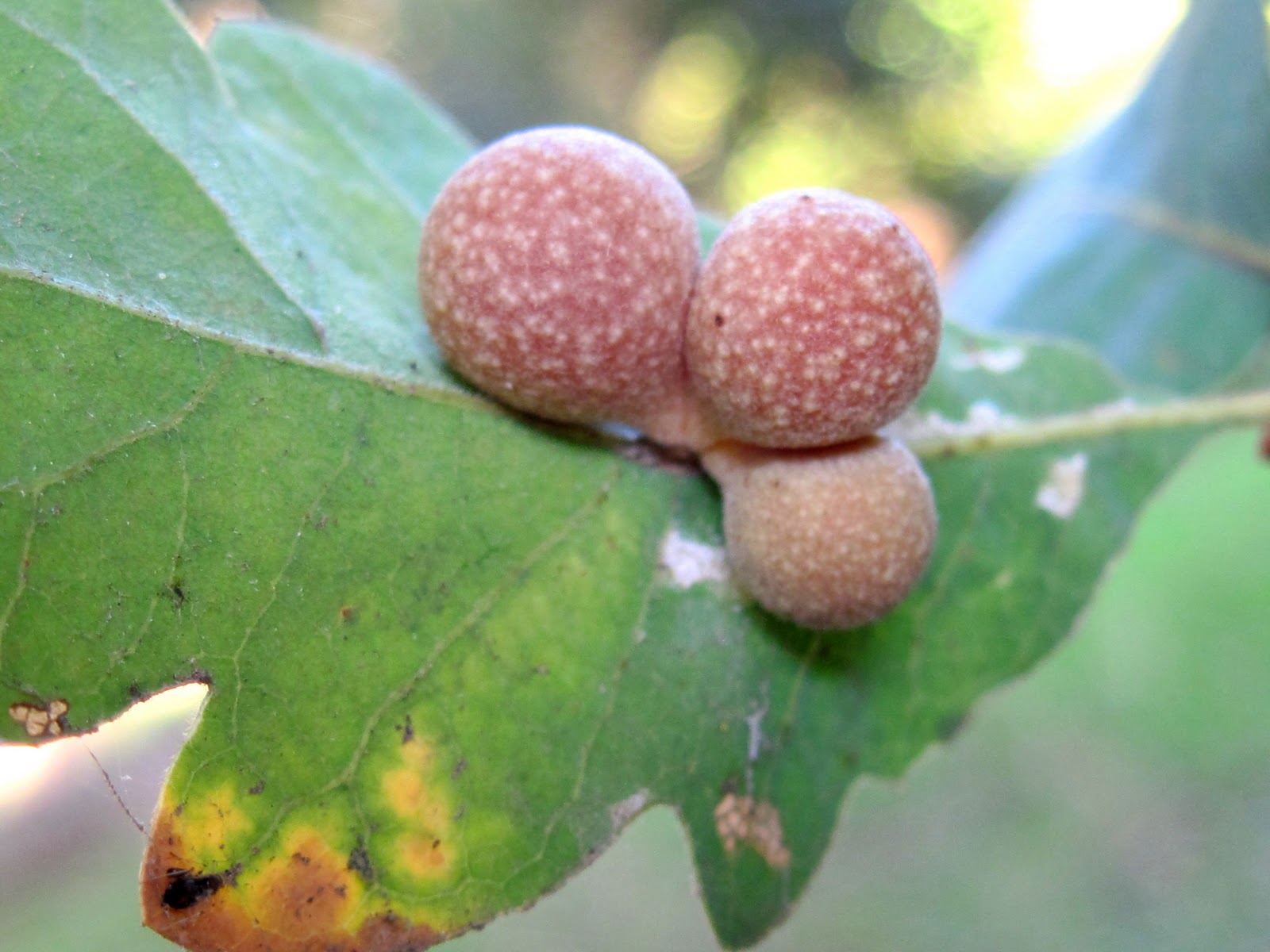 Different Galls this Year?