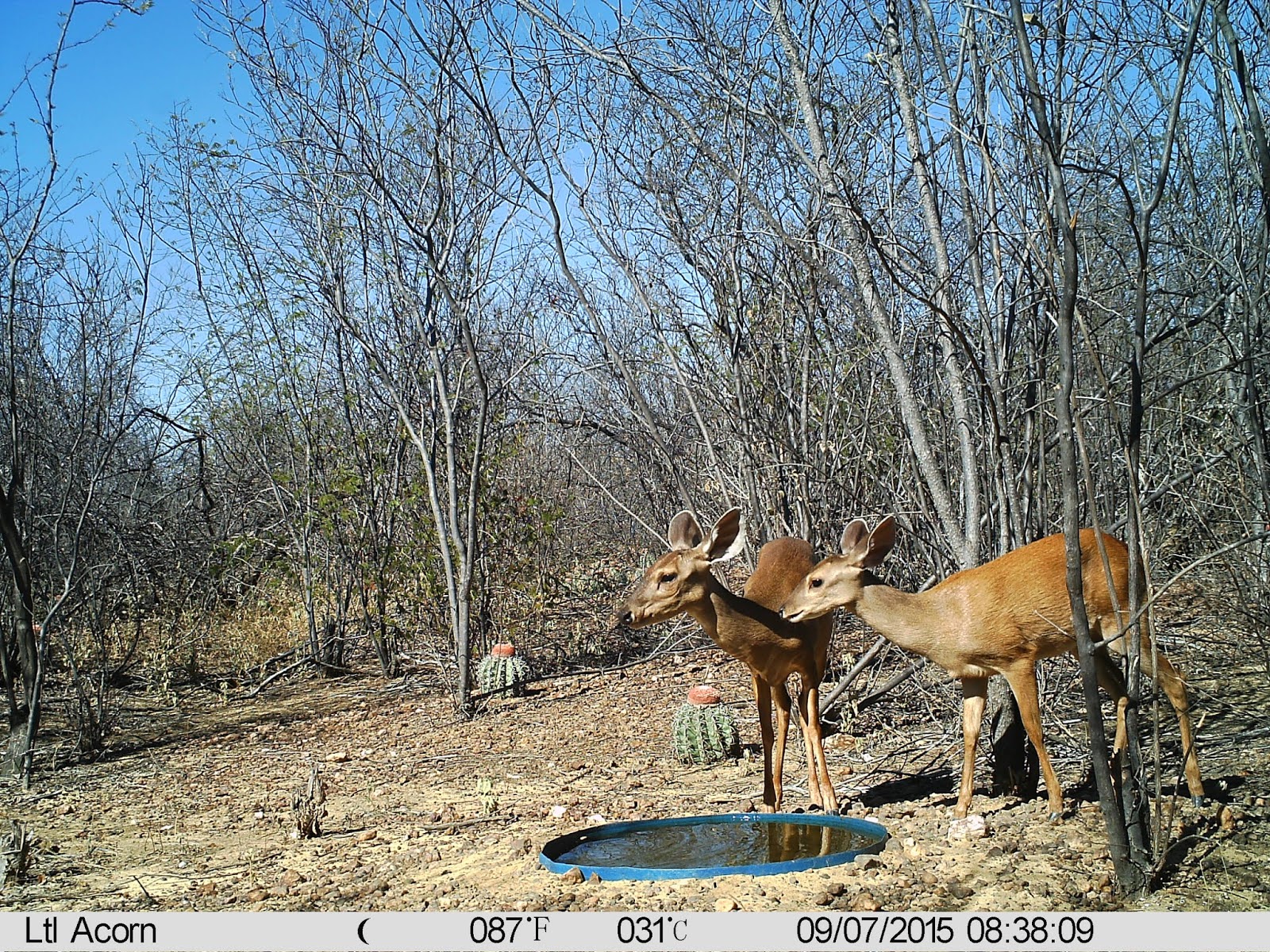 BLOG FERNANDO A VERDADE: Animais silvestres da caatinga