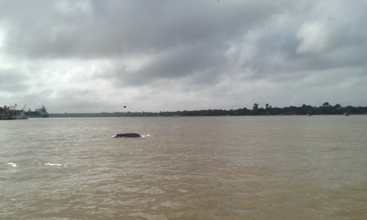 Turismo no Amapá: Passeio de barco no rio Amazonas, o passeio que você ...