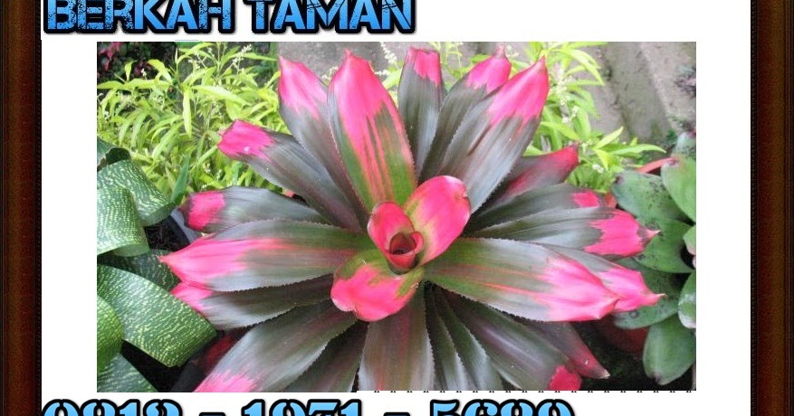 Mengenal POHON BROMELIA ( Bromeliaceae ) untuk taman dan tanaman pot ...