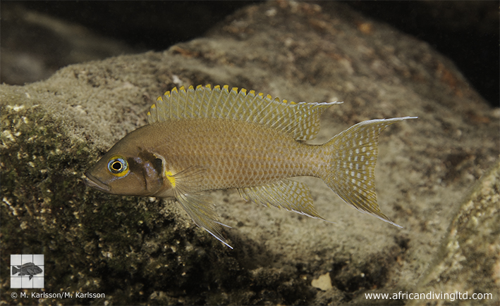 Neolamprologus Pulcher