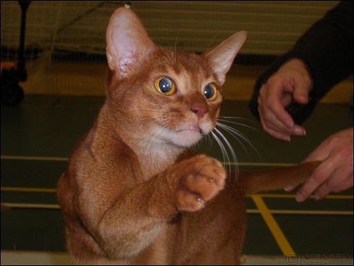 Encyclopedia of Cats Breed: Red Abyssinian Cat | Sorrel or Cinnamon