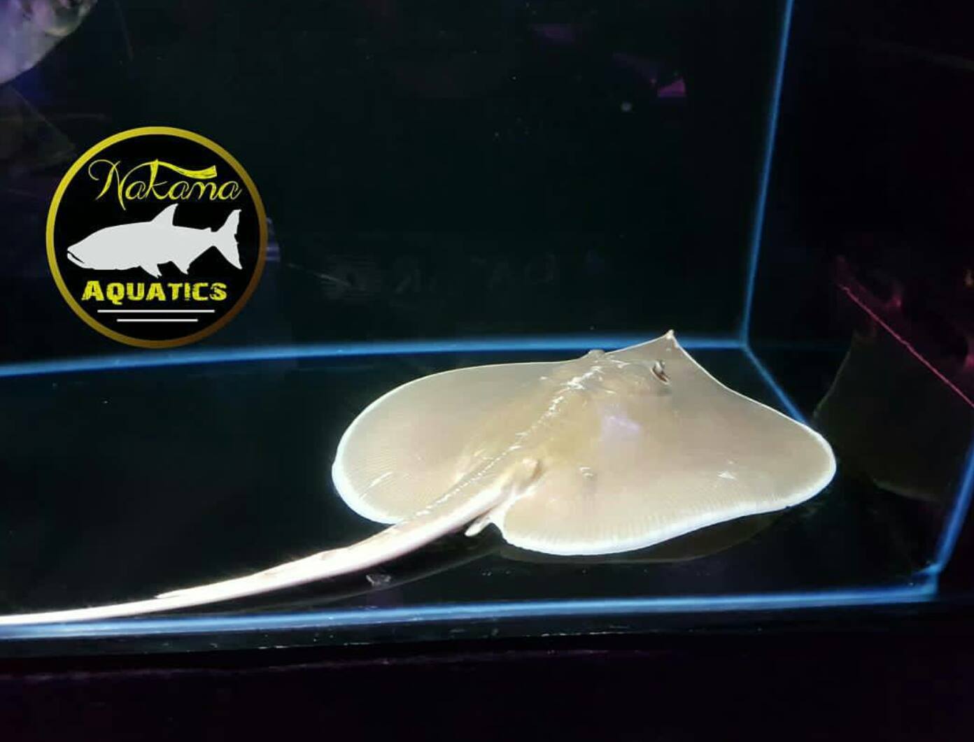 3 Tipe Ikan Hias Berdasarkan Letak Permukaan Air - Nakama Aquatics