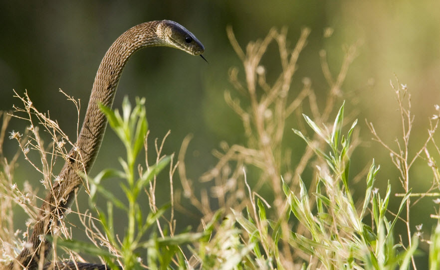 Black Mamba | The Biggest Animals Kingdom
