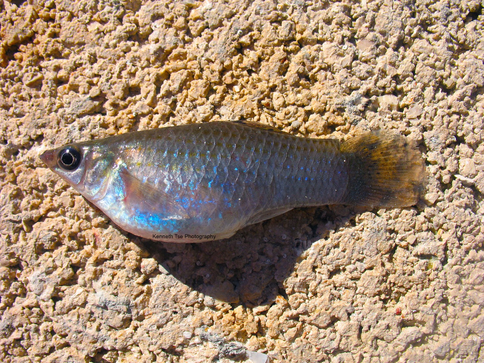 MuskieBait Adventures: U betta Belize it! 2013 (Day 5)