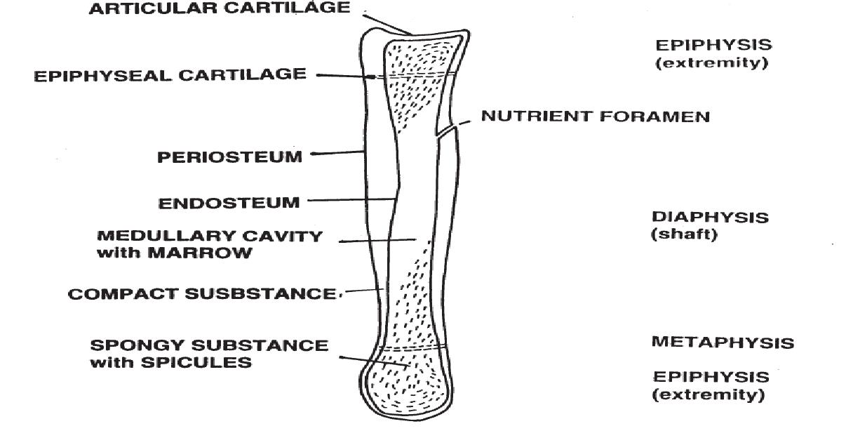 Master of Animal Studies (Animal Physiotherapy): Wednesday, July 27, 2011
