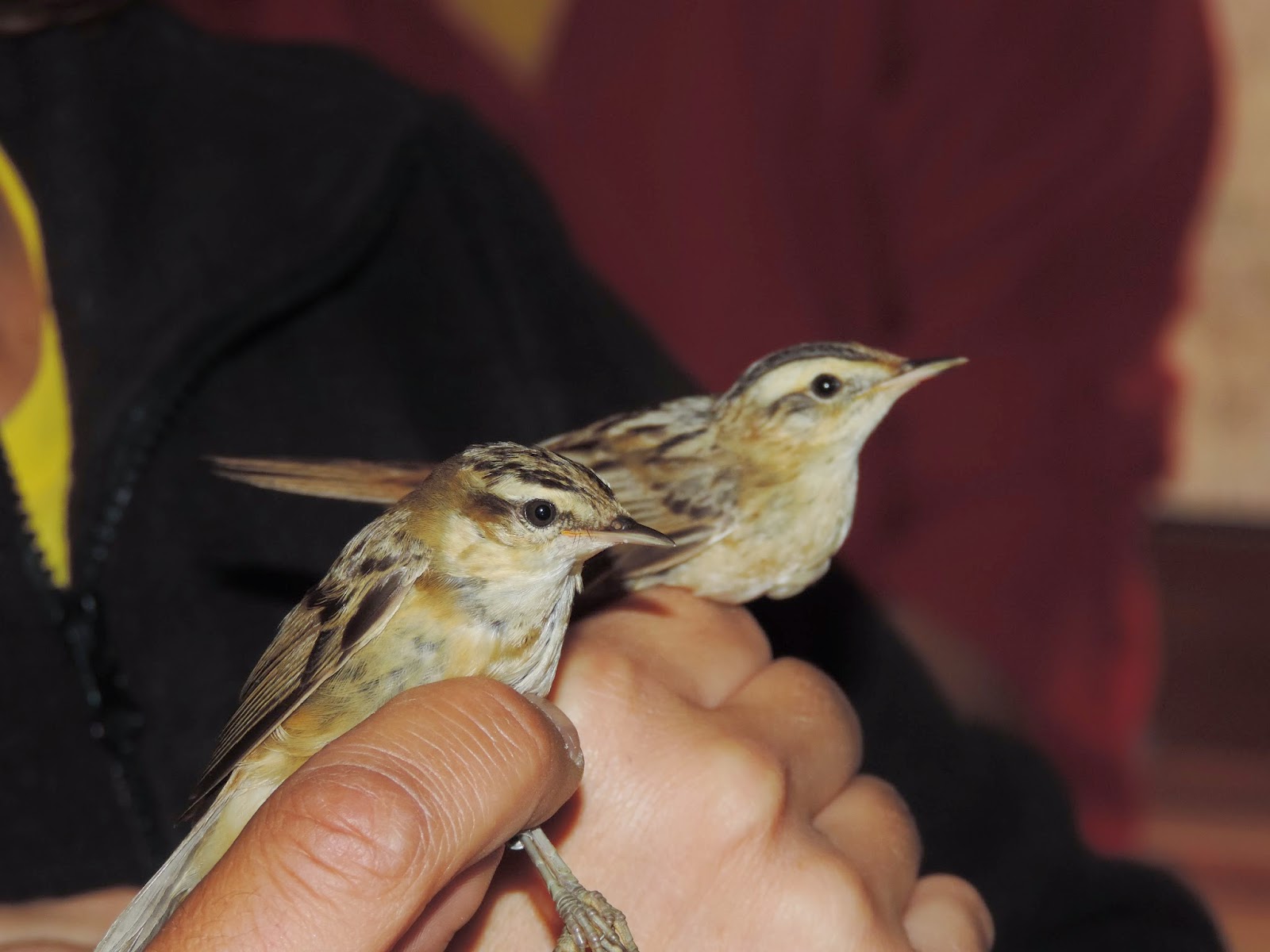 Club de Jóvenes Pajareros y Pajareras de Burgos: Anillando al pájaro ...