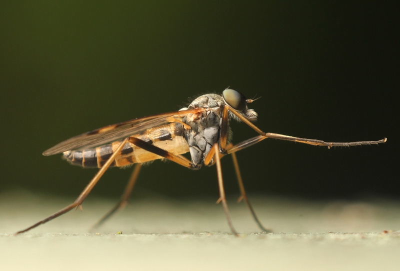 Utgångspunkt 63° 31,x' N - 22° 31,x' O: Inget bajs för den här flugan