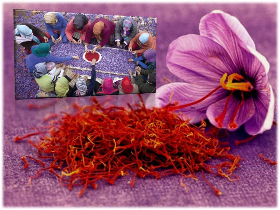 AZAFRAN, COLORANTE Y MEDICINAL