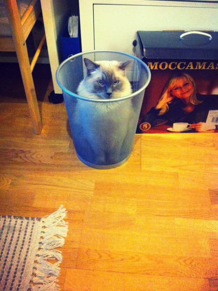 Funny cats - part 87 (40 pics + 10 gifs) | Amazing Creatures