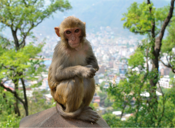 Enfermedades de los monos