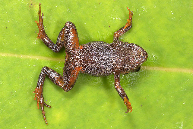 Species New to Science: [Herpetology • 2008] Bryophryne nubilosus • A ...