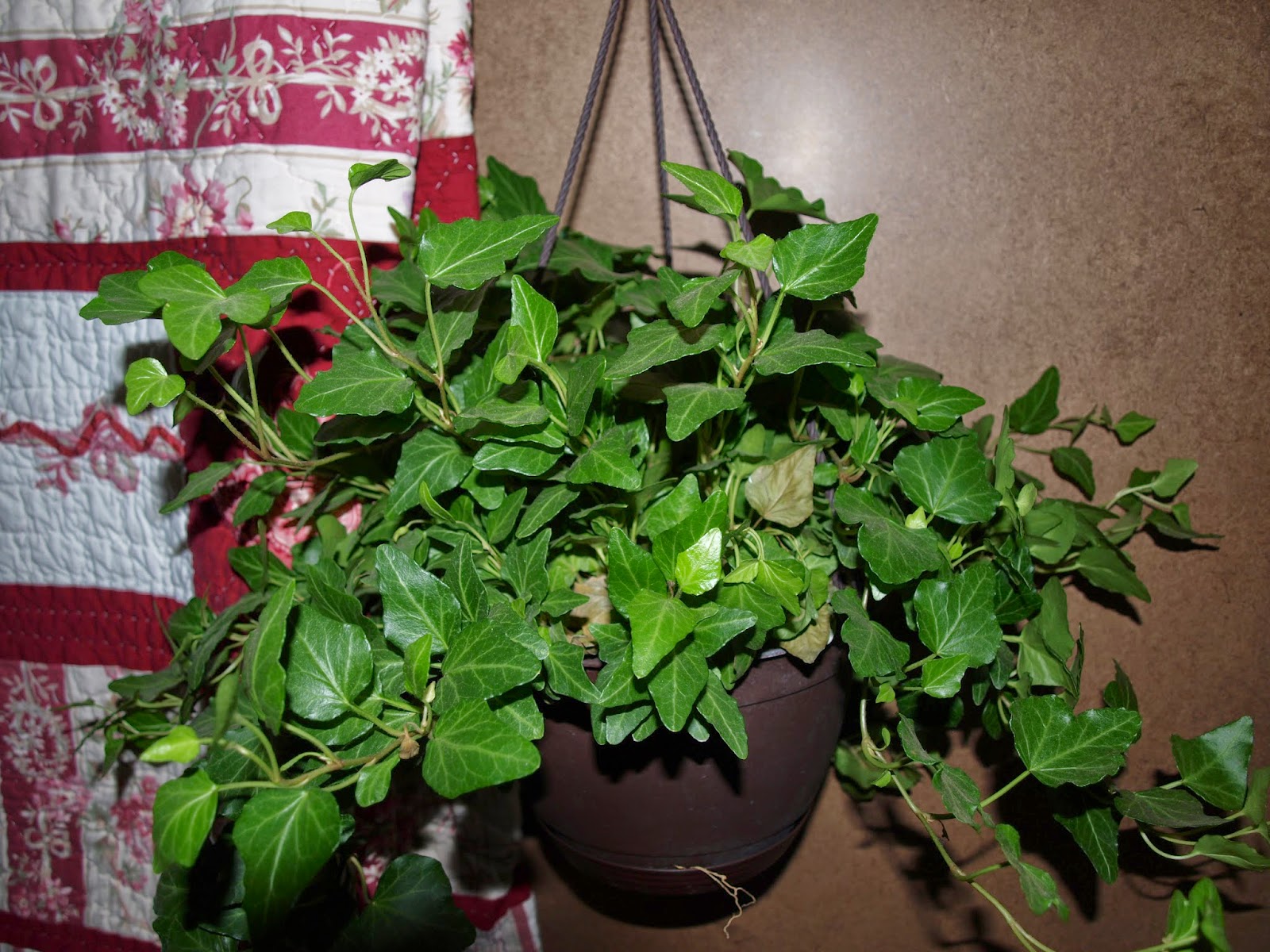 Tiny House Homestead: 12 Forgiving Plants for Tiny House Living