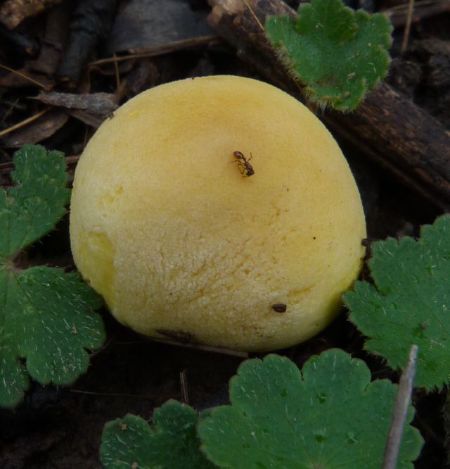 The impact of record rainfall: 2 Fungi