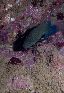 Off the beaten Track : Underwater Life: The last thing a glass fish sees