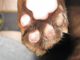 Diary of a Real-Life Veterinarian: Declaw, What You Need to Know Before ...