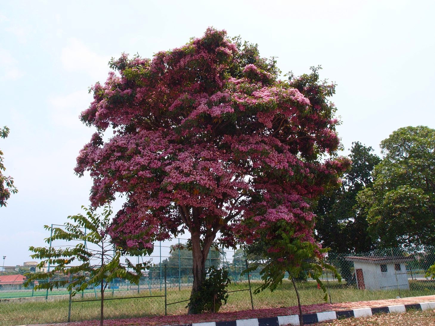 Xing Fu: MALAYSIAN SAKURA IN BLOOM