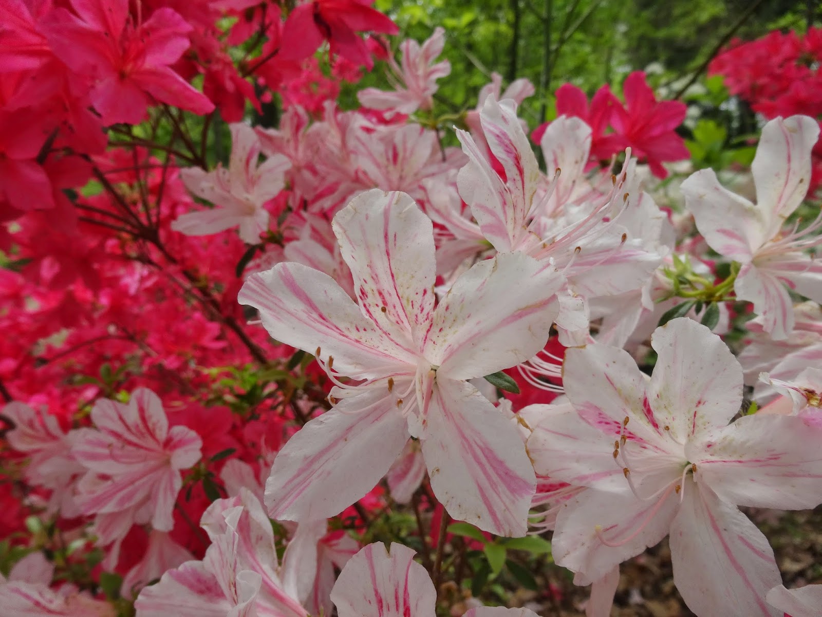 Love, Joy and Peas: Pink and White Azalea Photos