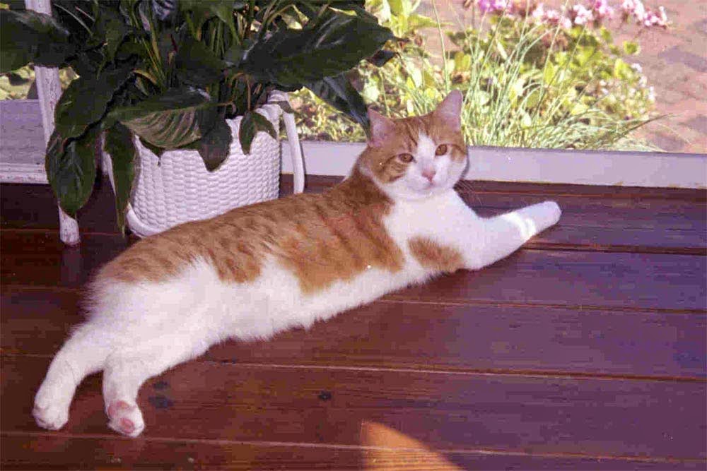 CLUBE DAS PATINHAS: Ron Ron:a linguagem dos Gatos