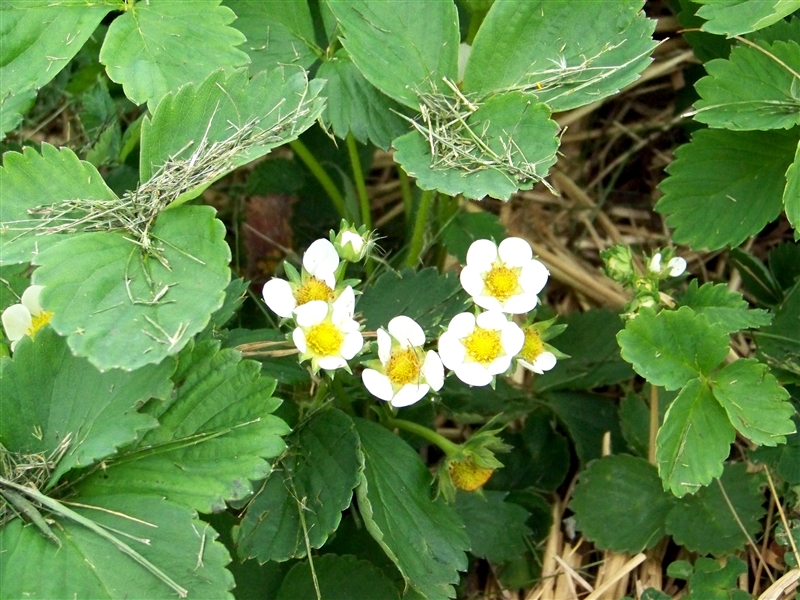 Firefly Berries