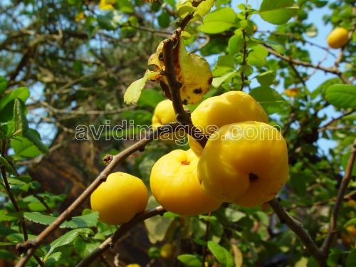 Hd Kaliteli Ayva Resimleri ~ Resimler Diyarına Hoşgeldiniz