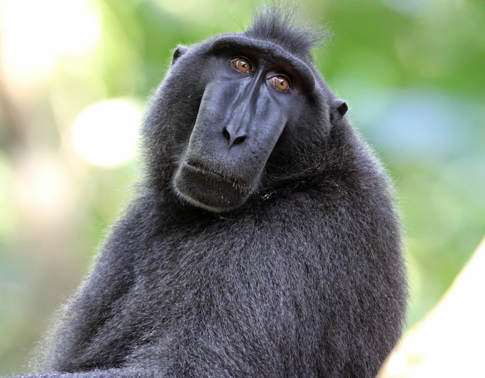 Worldbirder: Sulawesi Crested Macaque: Photo essay
