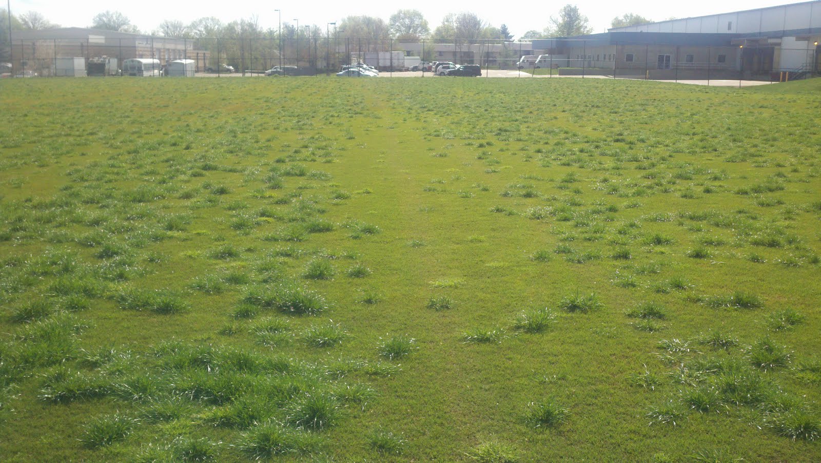Smart Turf Bermuda Grass Green Up In Indiana