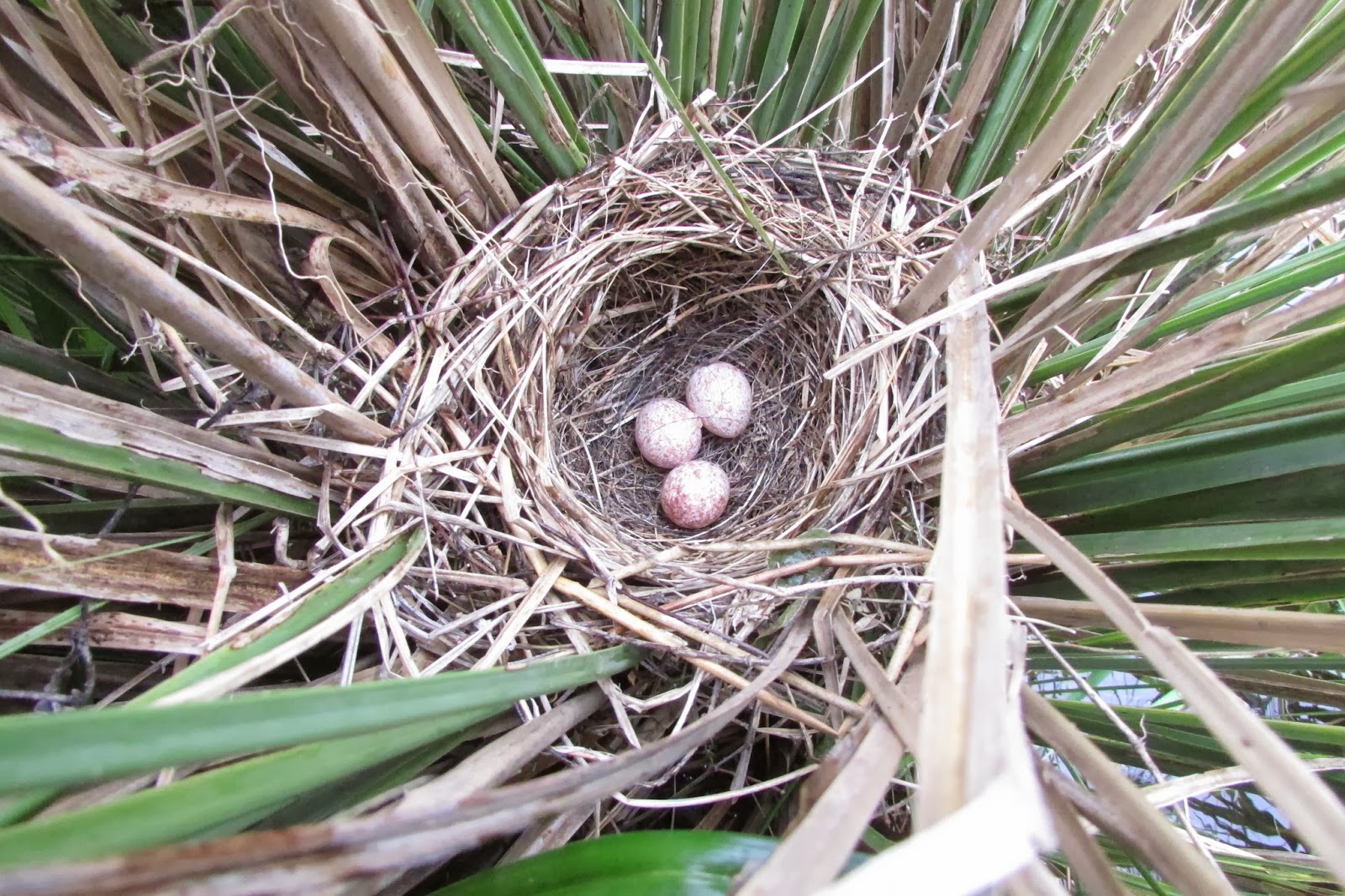 COLECCIONISTA DE HUEVOS DE AVES
