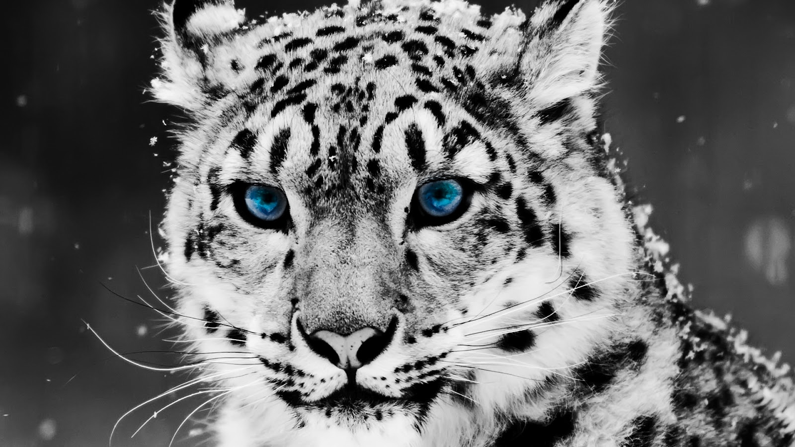 Free High Definition Animal Wallpaper and Background Images 1920X1800 ...