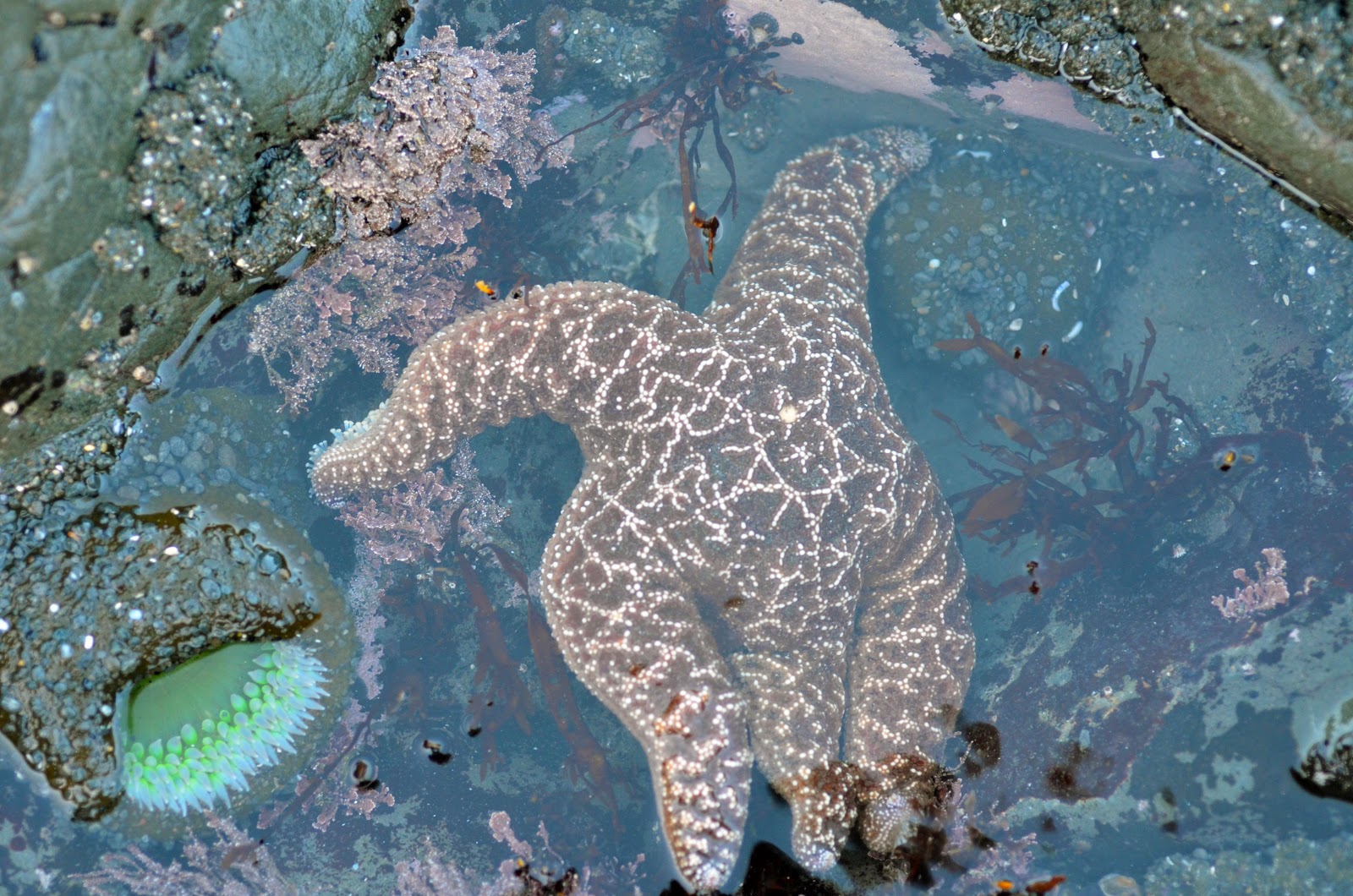 Virginia Fishes: Pacific coastal tidepools and redwoods!