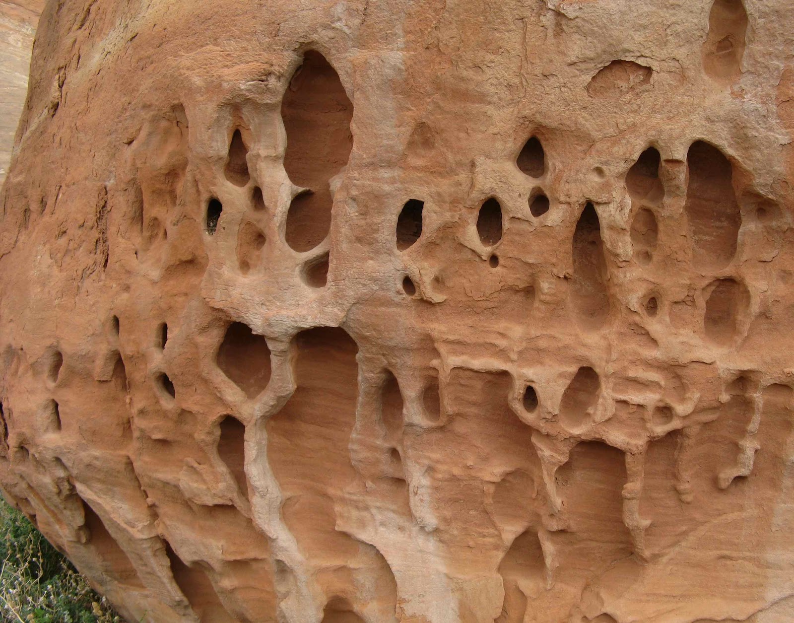 In the Company of Plants and Rocks: tafoni #1