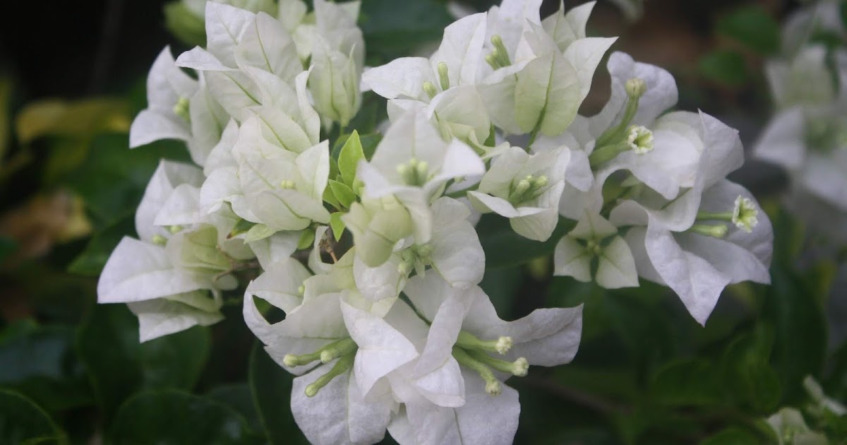 8 Warna Terbaik Bunga Kertas "bougainvillea") Pilihan Etuza