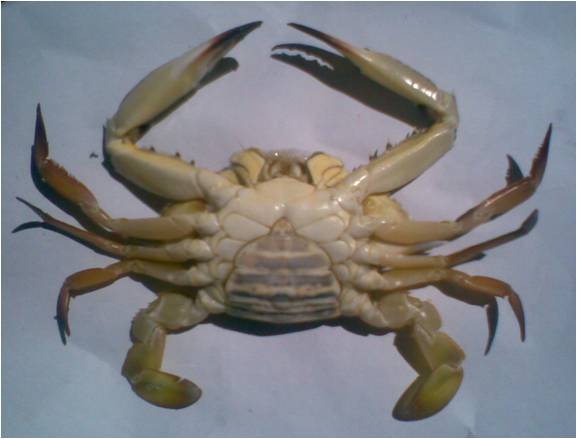 Nuraeni L. Rapi: Kepiting Rajungan