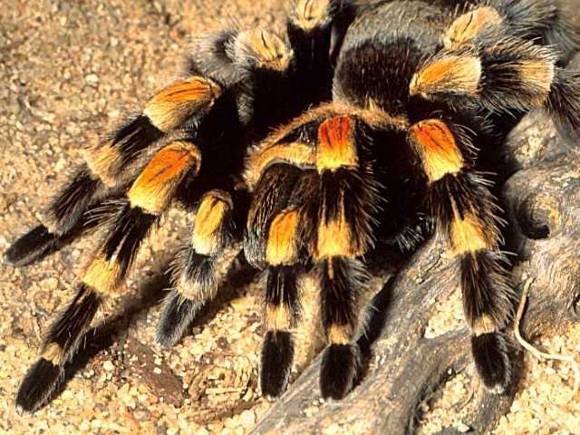 Giant Tarantula spider, Tarantula Pictures, Tarantula Facts ...
