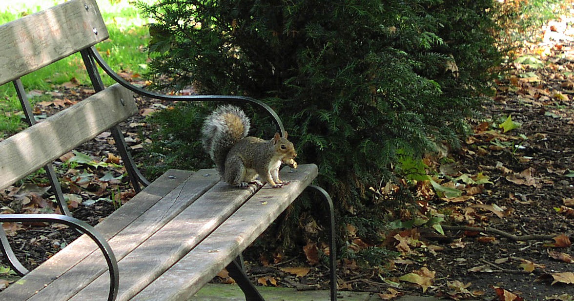 A bad witch's blog: This Week's Pagan Events In and Near London