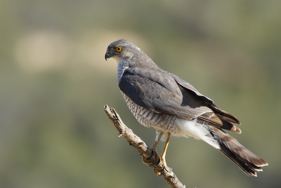 Pasión por las aves: Gavilán común,(Accipiter nisus)